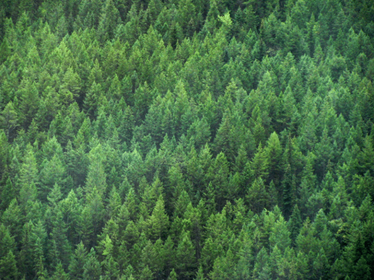 Pohon Pinus: Ciri-ciri, Habitat dan Manfaatnya (Update 2022)