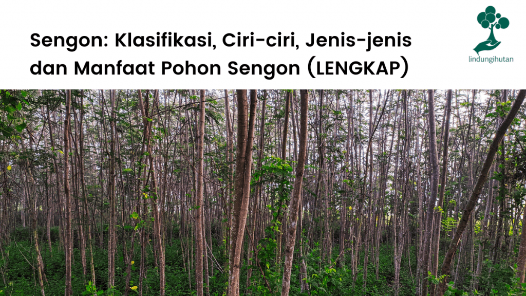 Pohon Sengon: Klasifikasi, Ciri-ciri, Jenis dan Manfaatnya