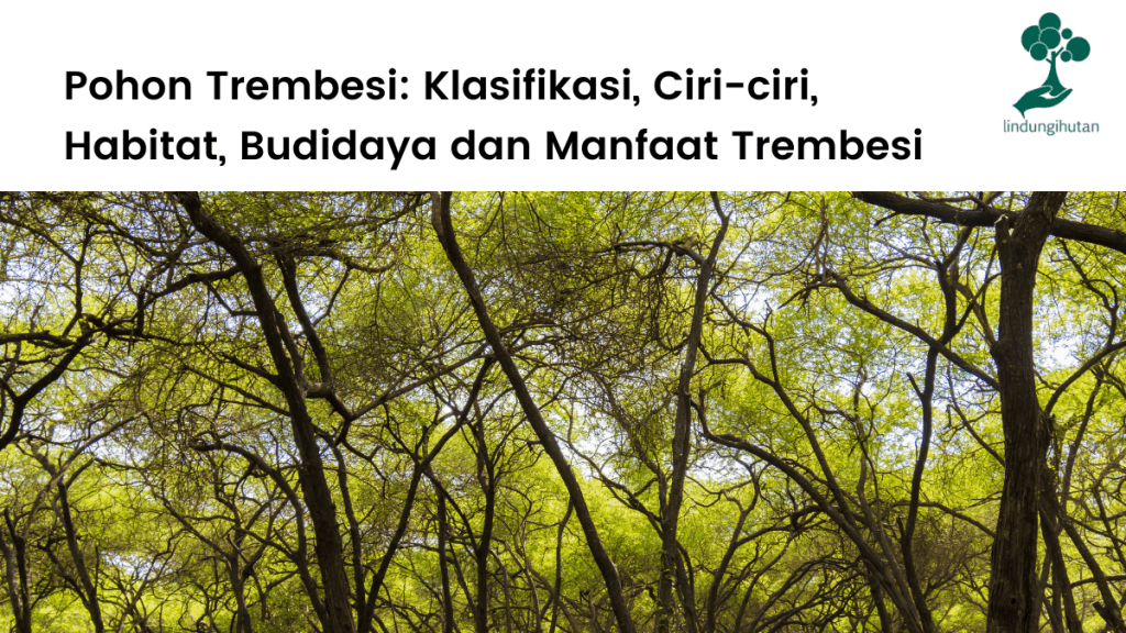 Pohon Trembesi: Klasifikasi, Ciri-ciri dan Manfaat Trembesi