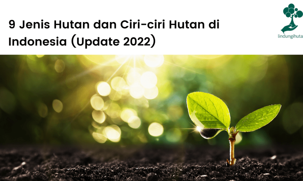 9 Jenis Hutan dan Ciri-ciri Hutan di Indonesia