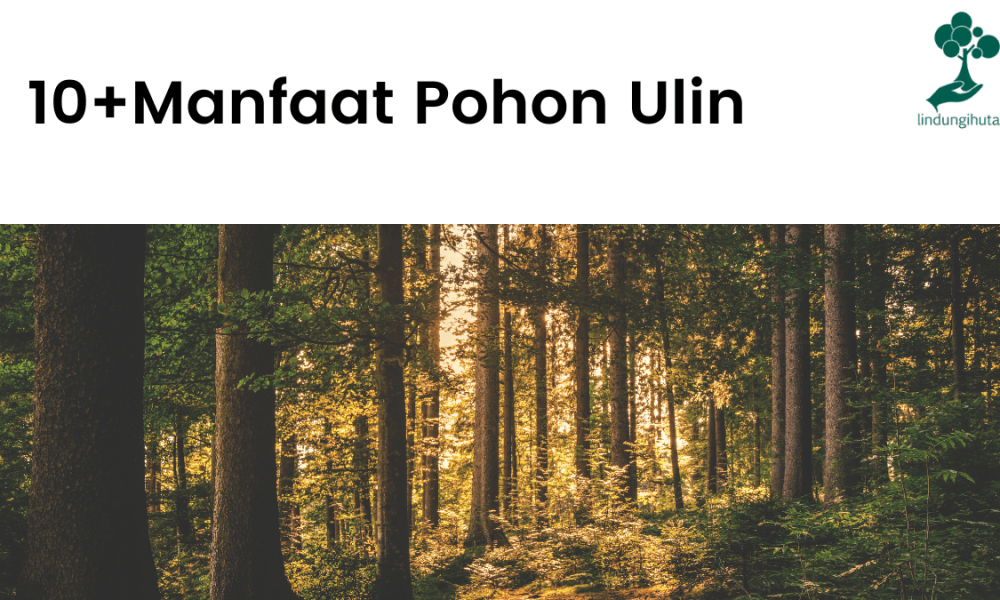 10+ Manfaat Pohon Ulin (Kayu Besi)