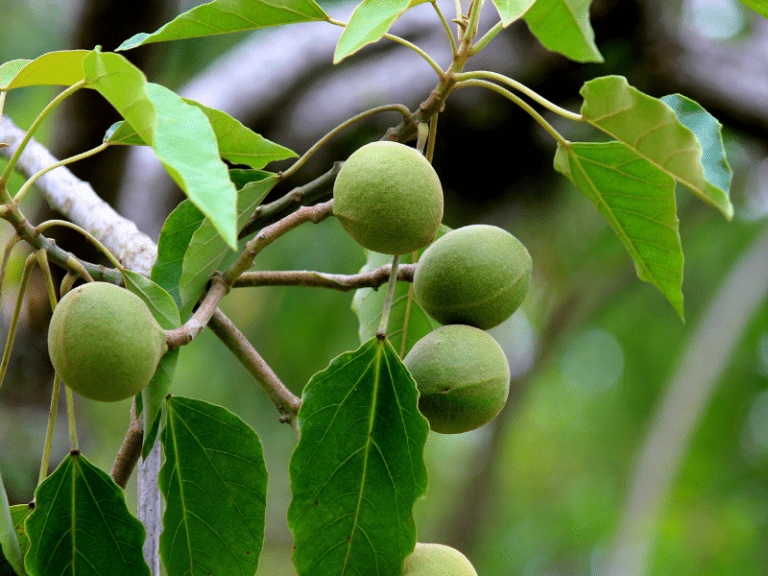 10+ Manfaat Pohon Sengon