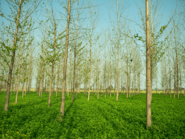 10+ Manfaat Pohon Sengon