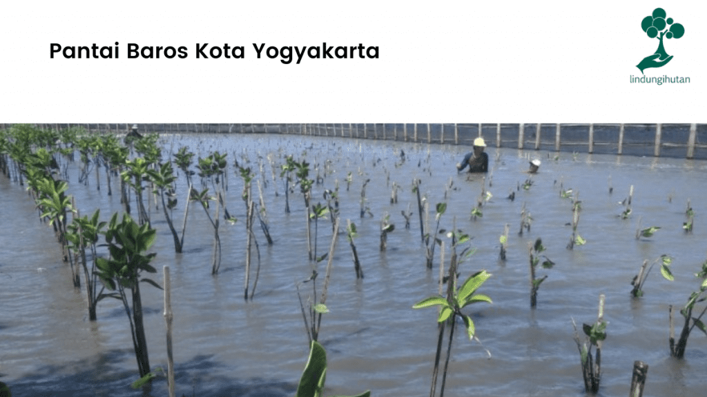 Gerakkan Penghijauan Kembali untuk Pantai Baros (2023)