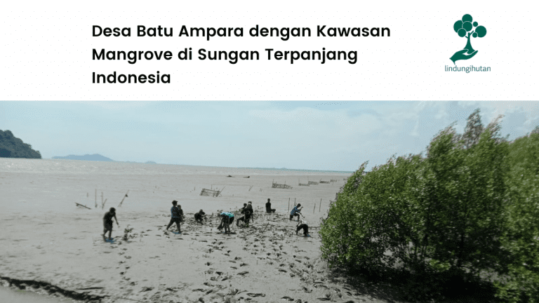 Desa Batu Ampar, Kalimantan Barat dengan Kawasan Mangrove di Sungai ...
