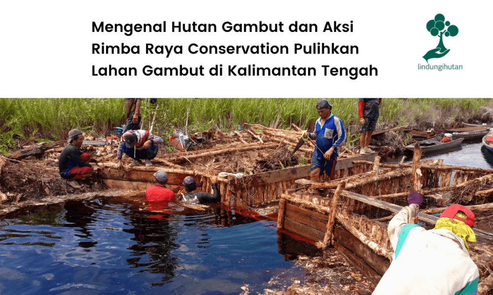 Mengenal Hutan Gambut dan Aksi Rimba Raya Conservation Pulihkan Lahan ...