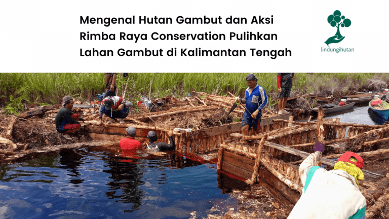 Mengenal Hutan Gambut dan Aksi Rimba Raya Conservation Pulihkan Lahan ...