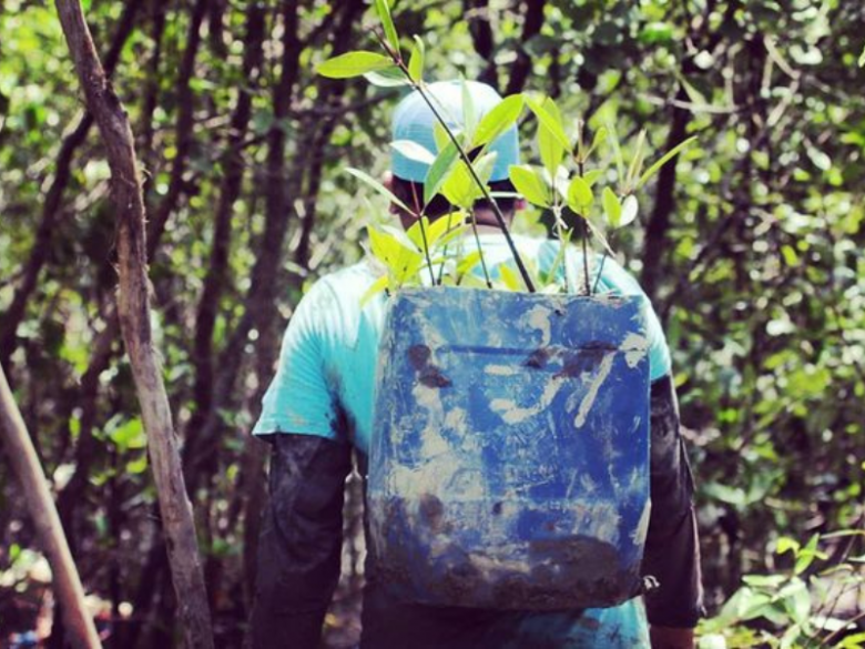 Upaya Pelestarian Pohon Bakau Oleh Rimba Raya Conservation