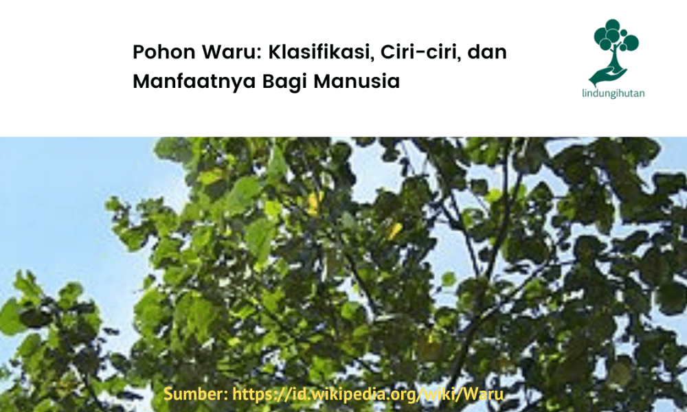 Pohon Waru: Klasifikasi, Ciri-ciri, dan Manfaatnya Bagi Manusia (2022)