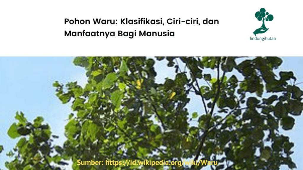 Pohon Waru: Klasifikasi, Ciri-ciri, dan Manfaatnya Bagi Manusia (2022)