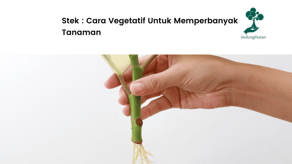 Stek : Cara Vegetatif Untuk Memperbanyak Tanaman (2022)