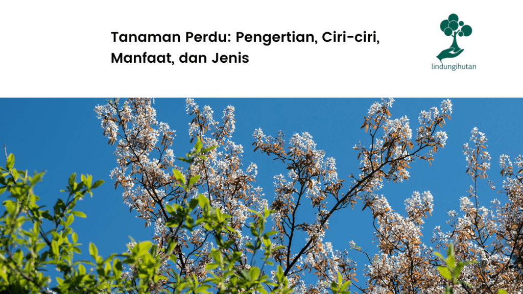 Tanaman Perdu: Pengertian, Ciri-ciri, Manfaat, dan Jenis (2022)
