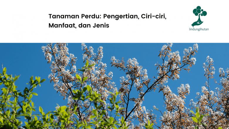 Tanaman Perdu: Pengertian, Ciri-ciri, Manfaat, dan Jenis (2022)
