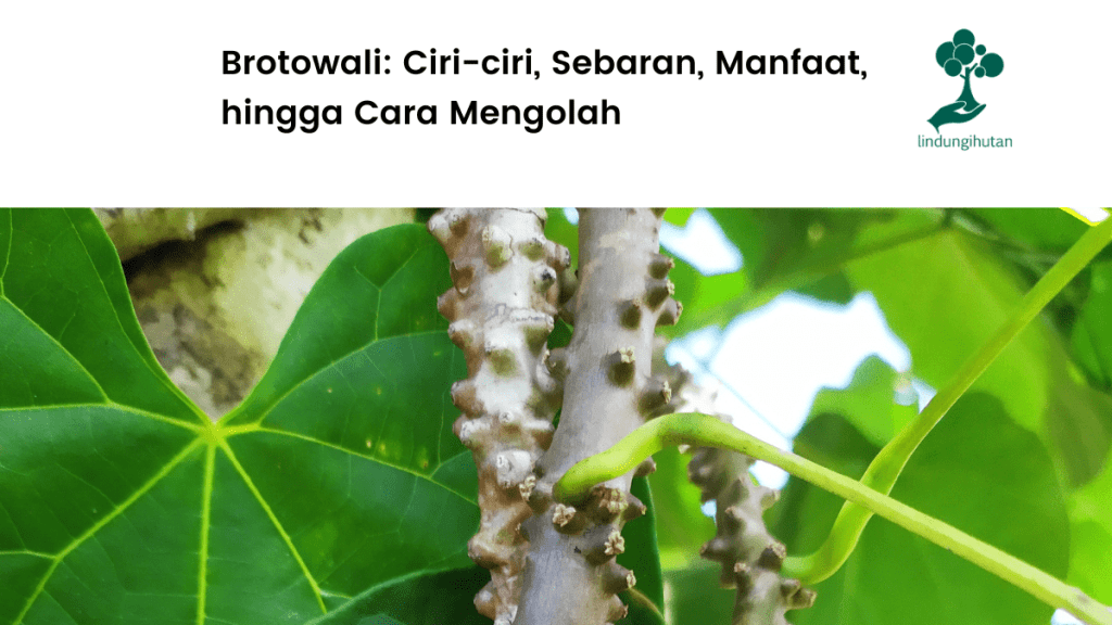 Brotowali: Ciri-ciri, Sebaran, Manfaat, hingga Cara Mengolah (2022)