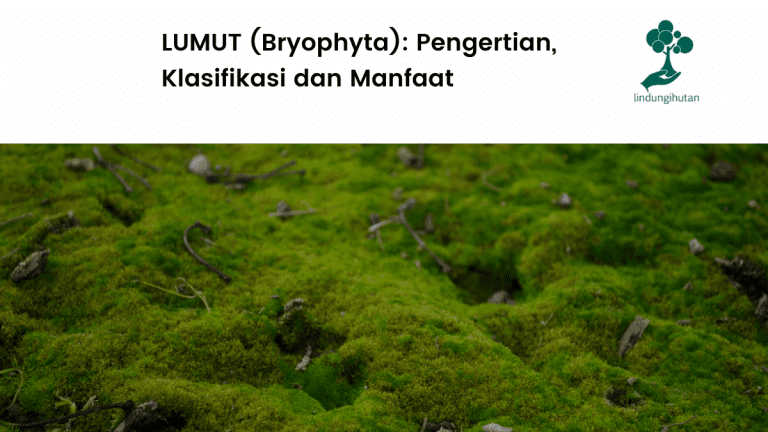 LUMUT (Bryophyta): Pengertian, Klasifikasi, dan Manfaatnya (2022)