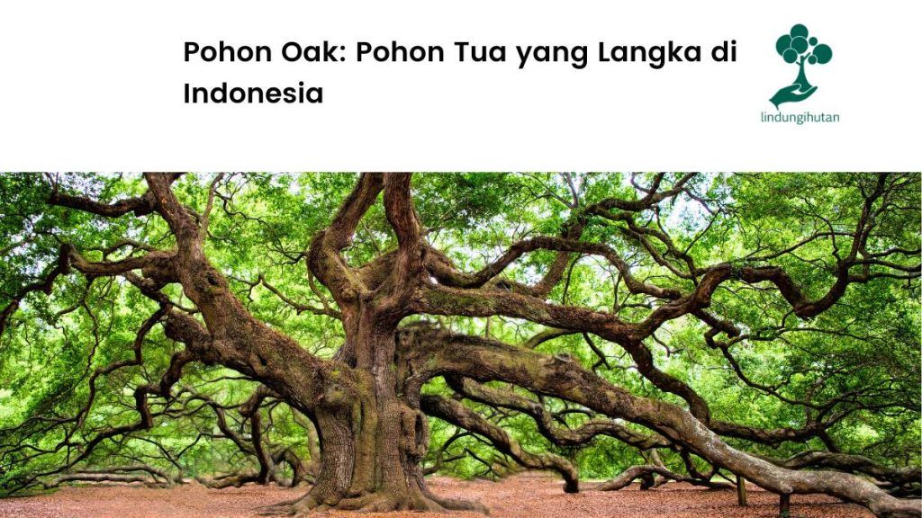 Pohon Oak: Pohon Tua yang Langka di Indonesia (2022)