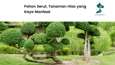 Pohon Serut, Tanaman Hias yang Kaya Manfaat (2022)