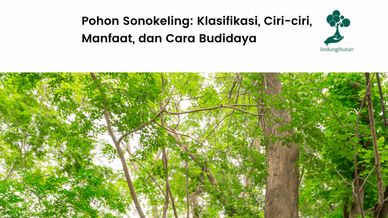 Pohon Sonokeling: Klasifikasi, Ciri-Ciri, Manfaat, dan Cara Budidaya (2022)