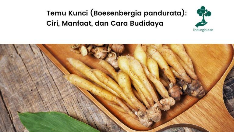 Temu Kunci (Boesenbergia pandurata): Ciri, Manfaat, dan Cara Budidaya ...