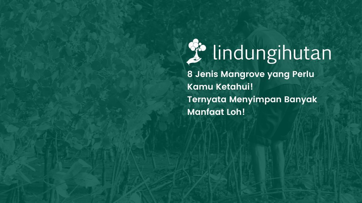 Simak! 8 Jenis Mangrove yang Menyimpan Banyak Manfaat