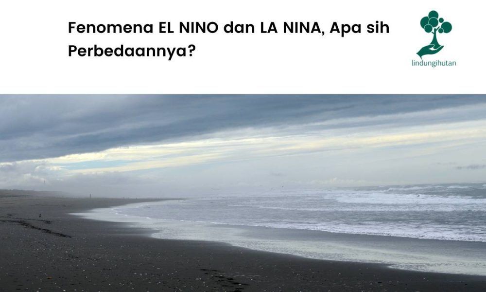 Fenomena El Nino dan La Nina, Apa sih Perbedaannya? (2023)