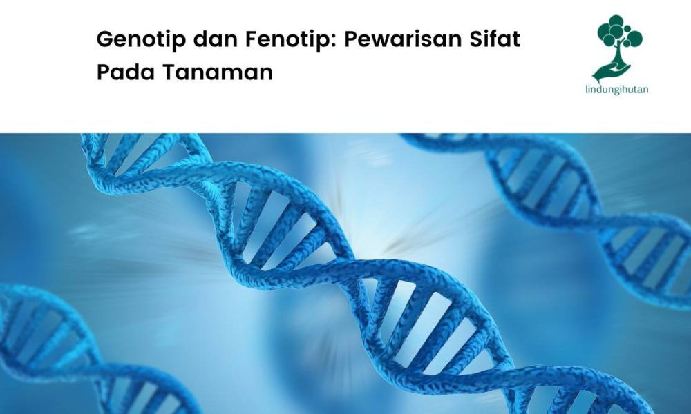 Genotip dan Fenotip: Pewarisan Sifat Pada Tanaman (2023)