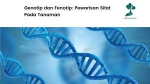 Genotip dan Fenotip: Pewarisan Sifat Pada Tanaman (2023)