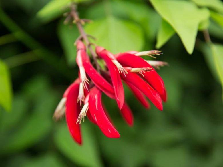 Pohon Dadap Serep, Tumbuhan Herbal Populer yang Kaya Khasiat