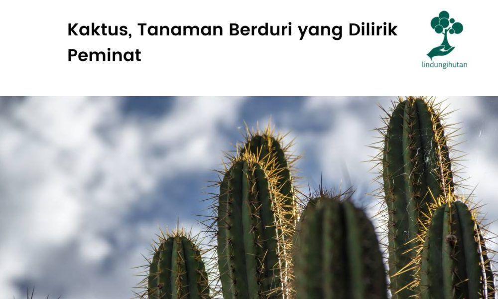 Tanaman Kaktus, Meski Berduri Punya Banyak Penggemar
