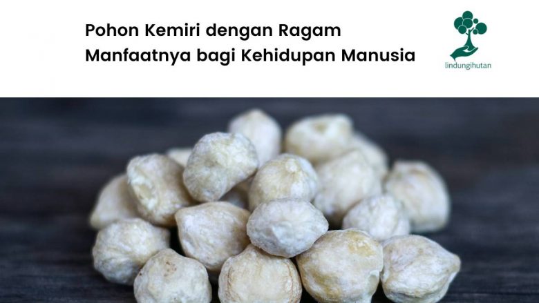Pohon Kemiri dengan Ragam Manfaatnya bagi Kehidupan Manusia
