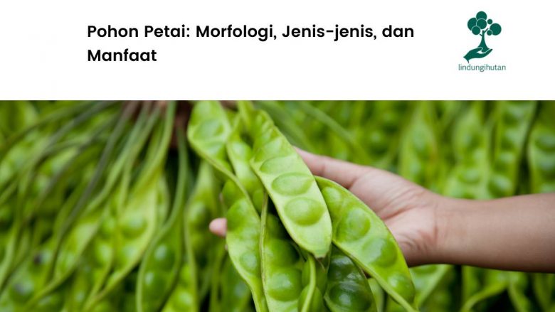 Pohon Petai: Morfologi, Jenis-jenis, dan Manfaat