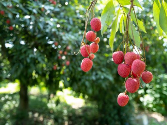 Pohon Leci, Cita Rasa Buah Manis dan Menyegarkan