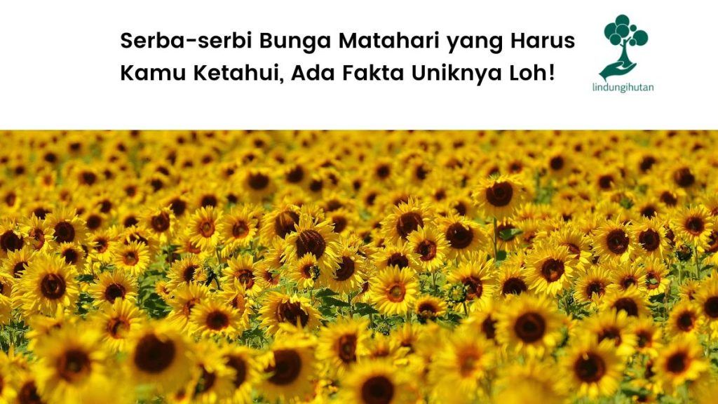 Bunga Matahari: Morfologi, Jenis-Jenisnya, dan Cara Budidaya