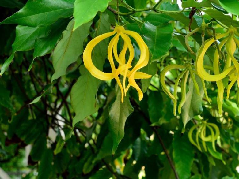 Pohon Kenanga, Bunganya Beraroma Wangi dengan Banyak Kegunaan
