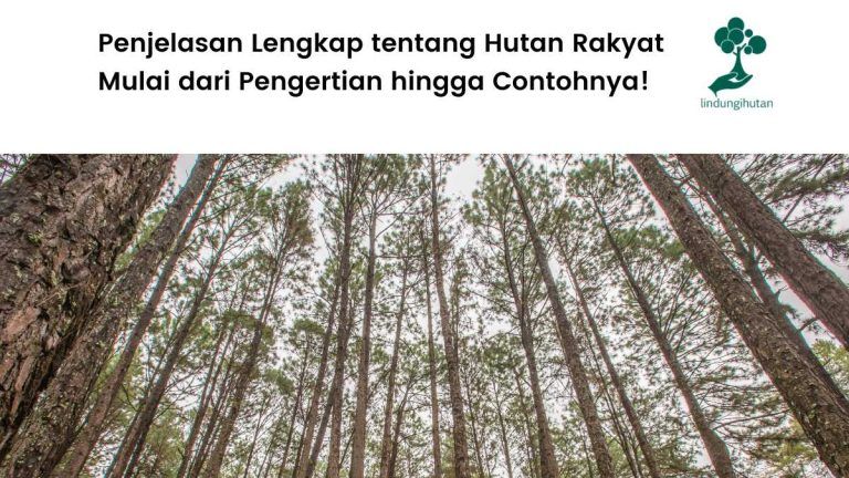 Hutan Rakyat: Pengertian, Dasar Hukum, Jenis, Manfaat dan Contohnya