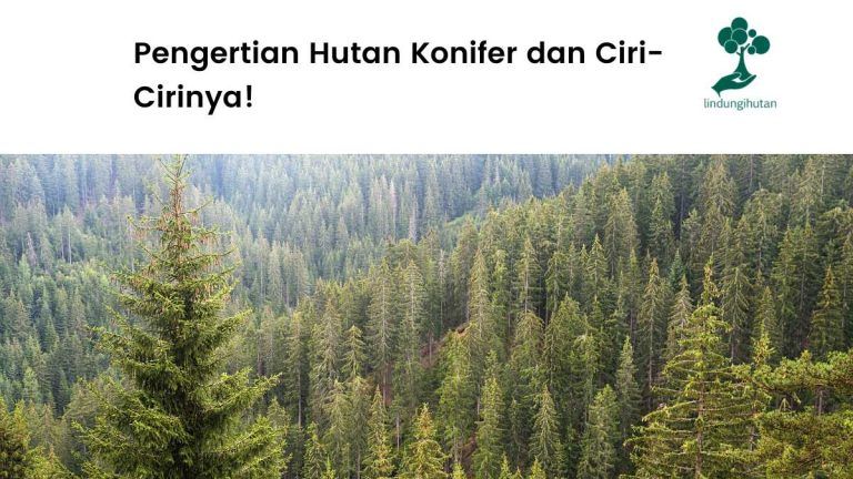 Apa Itu Hutan Konifer? Pengertian, Ciri-Ciri, Keanekaragaman Hayatinya