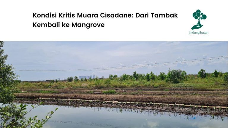 Kondisi Kritis Muara Cisadane: Dari Tambak Kembali ke Mangrove