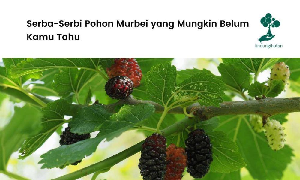 Pohon Murbei Di Indonesia