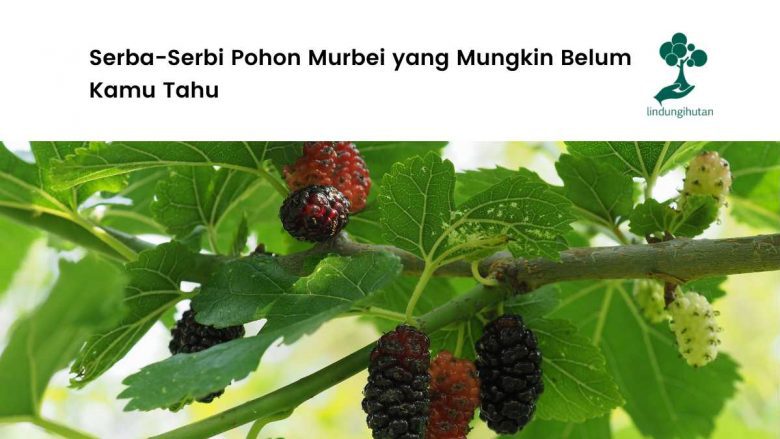 Pohon Murbei: Si Hitam Manis Pemilik Segudang Manfaat