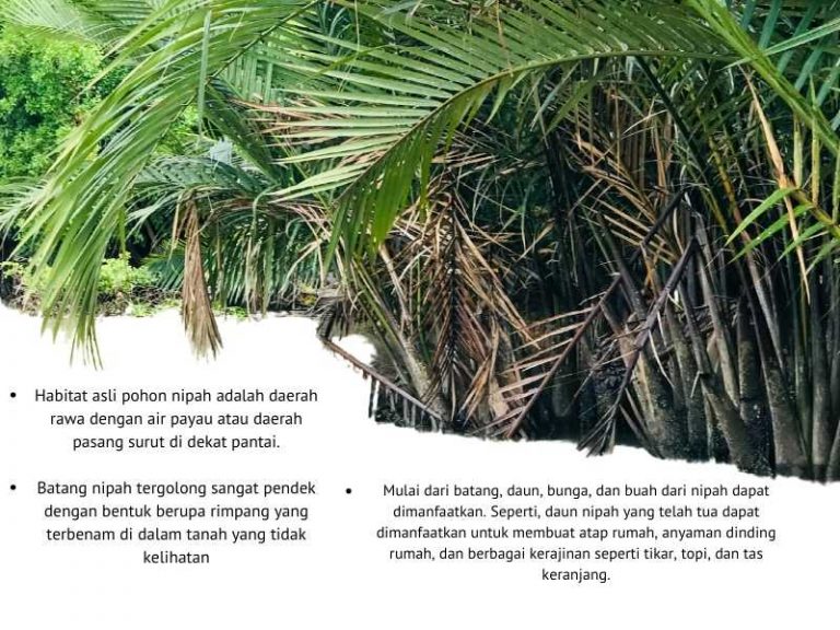 Ciri-Ciri Pohon Nipah, Klasifikasi, Habitat, Sebaran, dan Manfaat