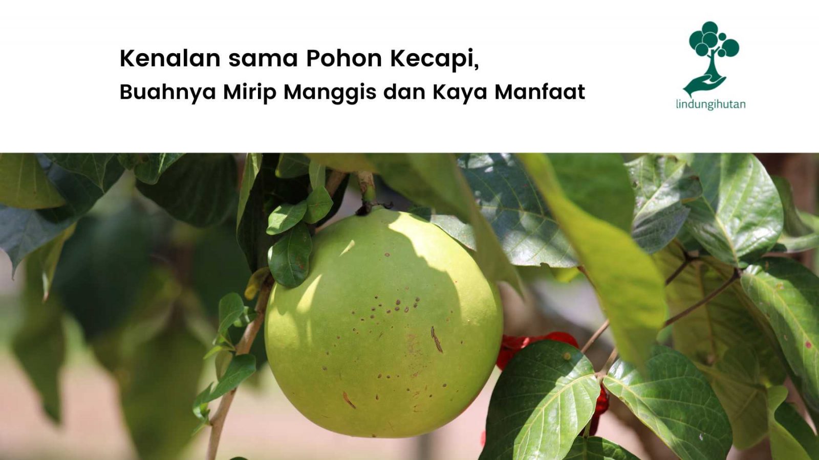 Pohon Kecapi, Pohon Khas Bekasi yang Manis dan Penuh Khasiat