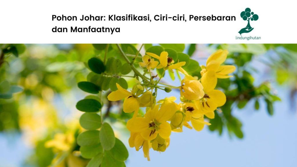 Mengenal Pohon Johar: Ciri-ciri, Persebaran dan Manfaatnya