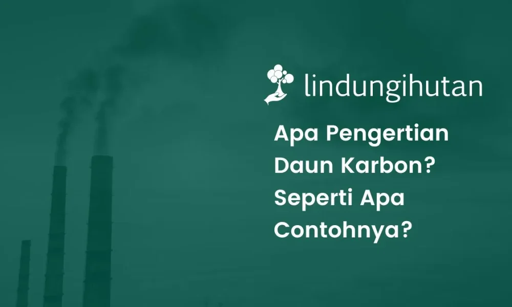 Apa itu Daur Karbon? Pengertian, Proses, dan Fungsi
