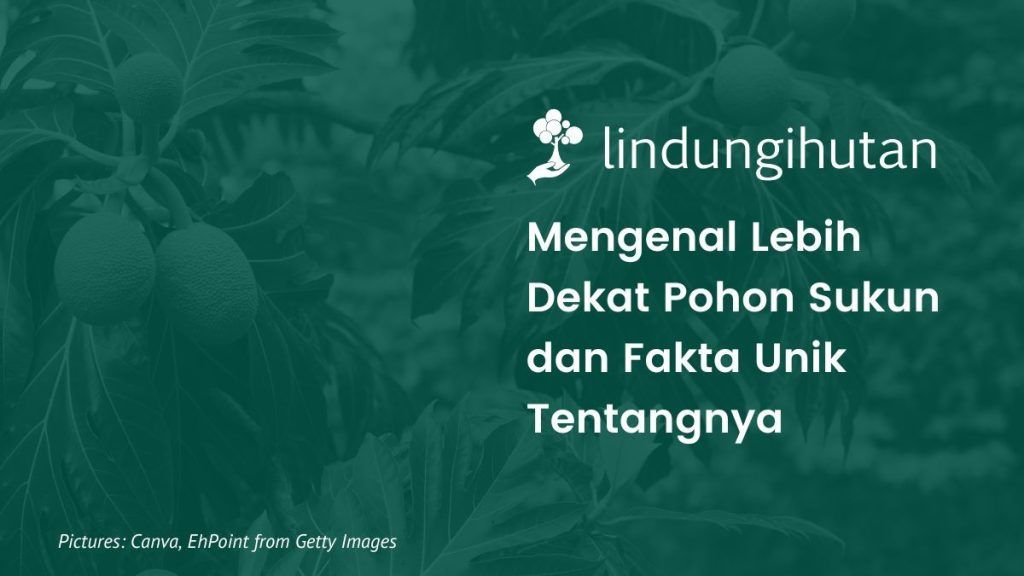 Pohon Sukun - Ciri-Ciri, Manfaat, hingga Fakta Uniknya