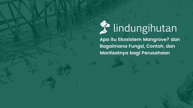 Ekosistem Mangrove: Fungsi, Contoh, dan Manfaat untuk Perusahaan