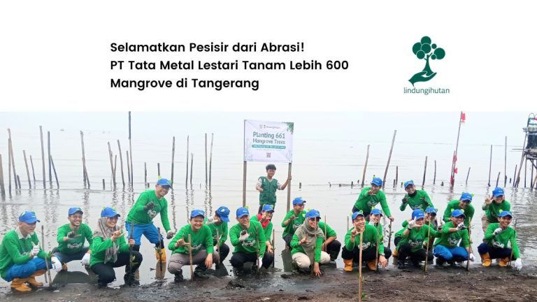 PT Tata Metal Lestari Tanam Lebih 600 Mangrove di Tangerang