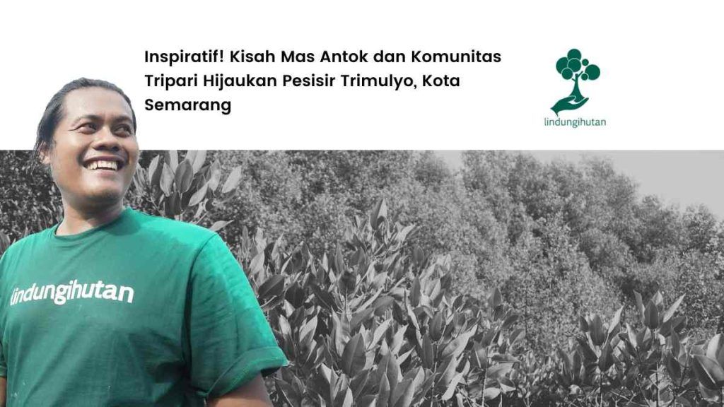 Kisah Mas Antok Tak Pernah Lelah Menghijaukan Pesisir Trimulyo